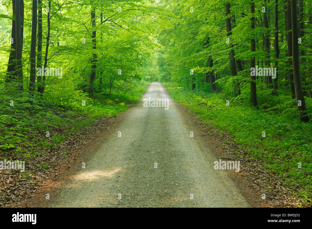 Beech tree forest with dirt road in spring hi-res stock photography and ...
