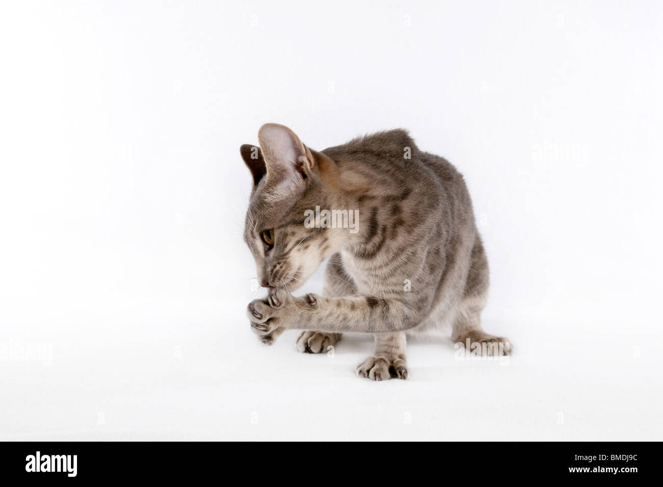 Preening animal behavior hi-res stock photography and images - Alamy