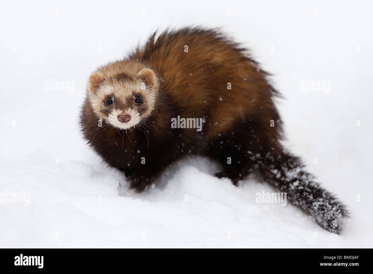 Portrait of Ferret Stock Photo - Alamy