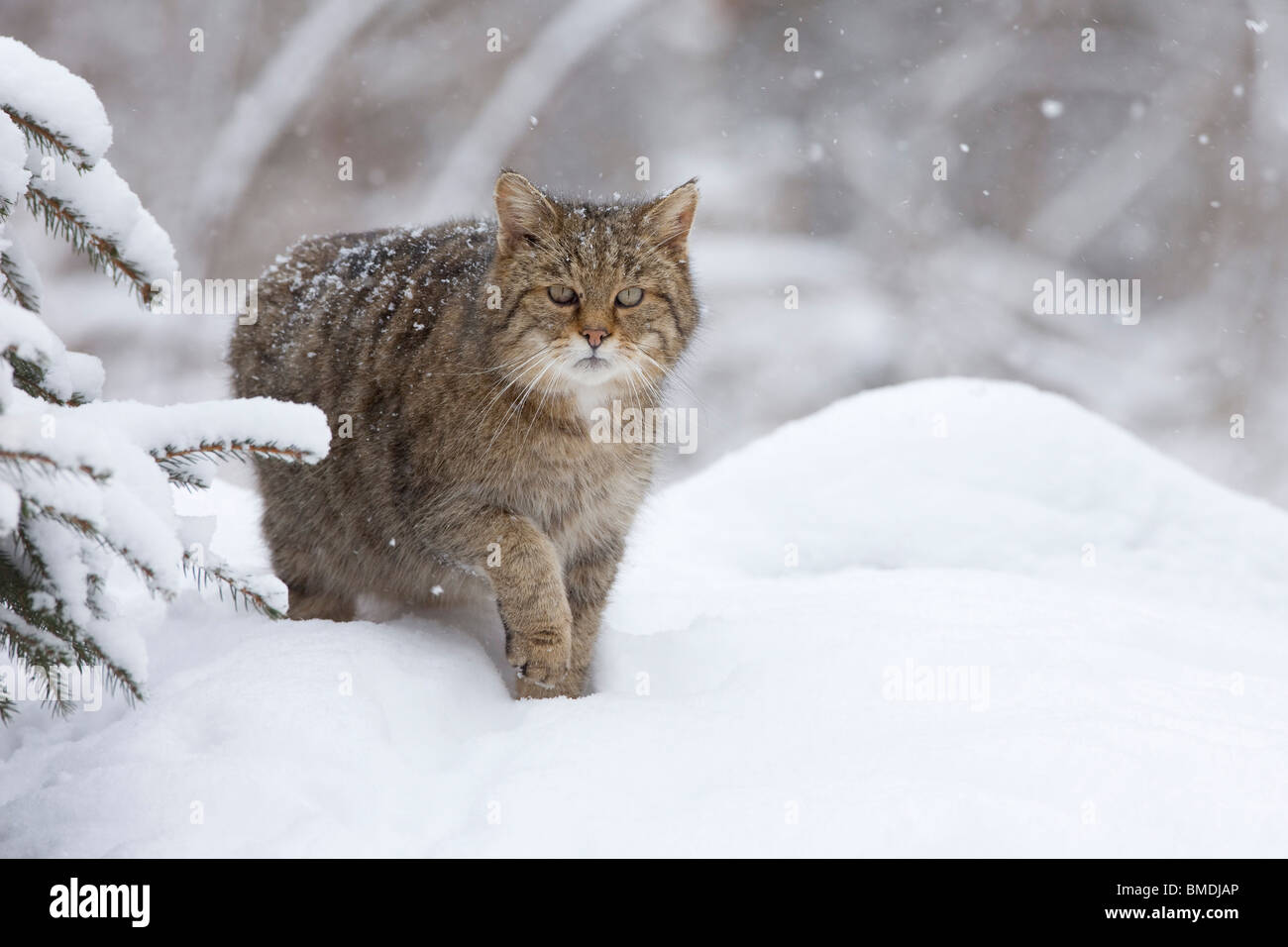 Portrait of European Wildcat Stock Photo - Alamy