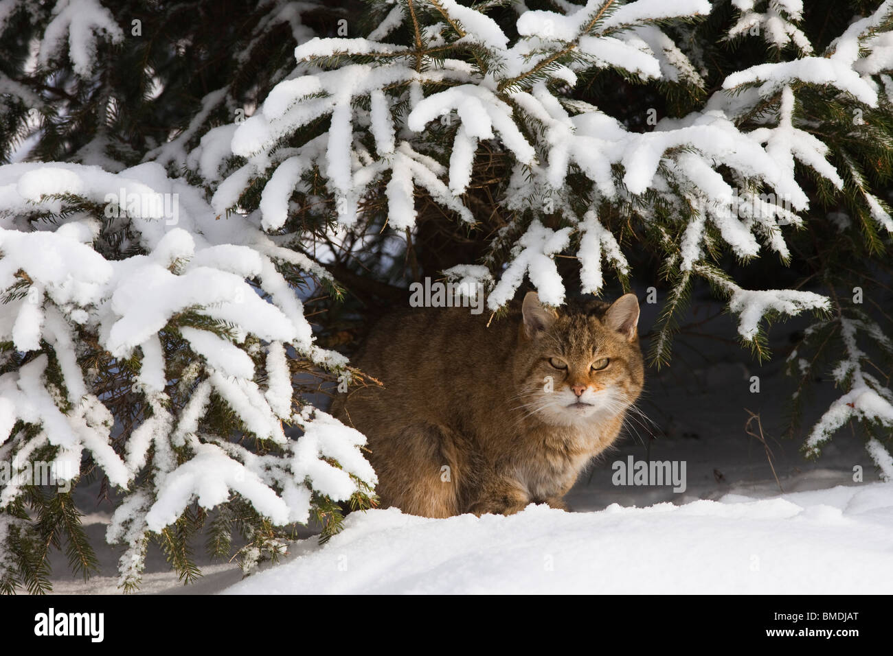 Portrait of European Wildcat Stock Photo - Alamy