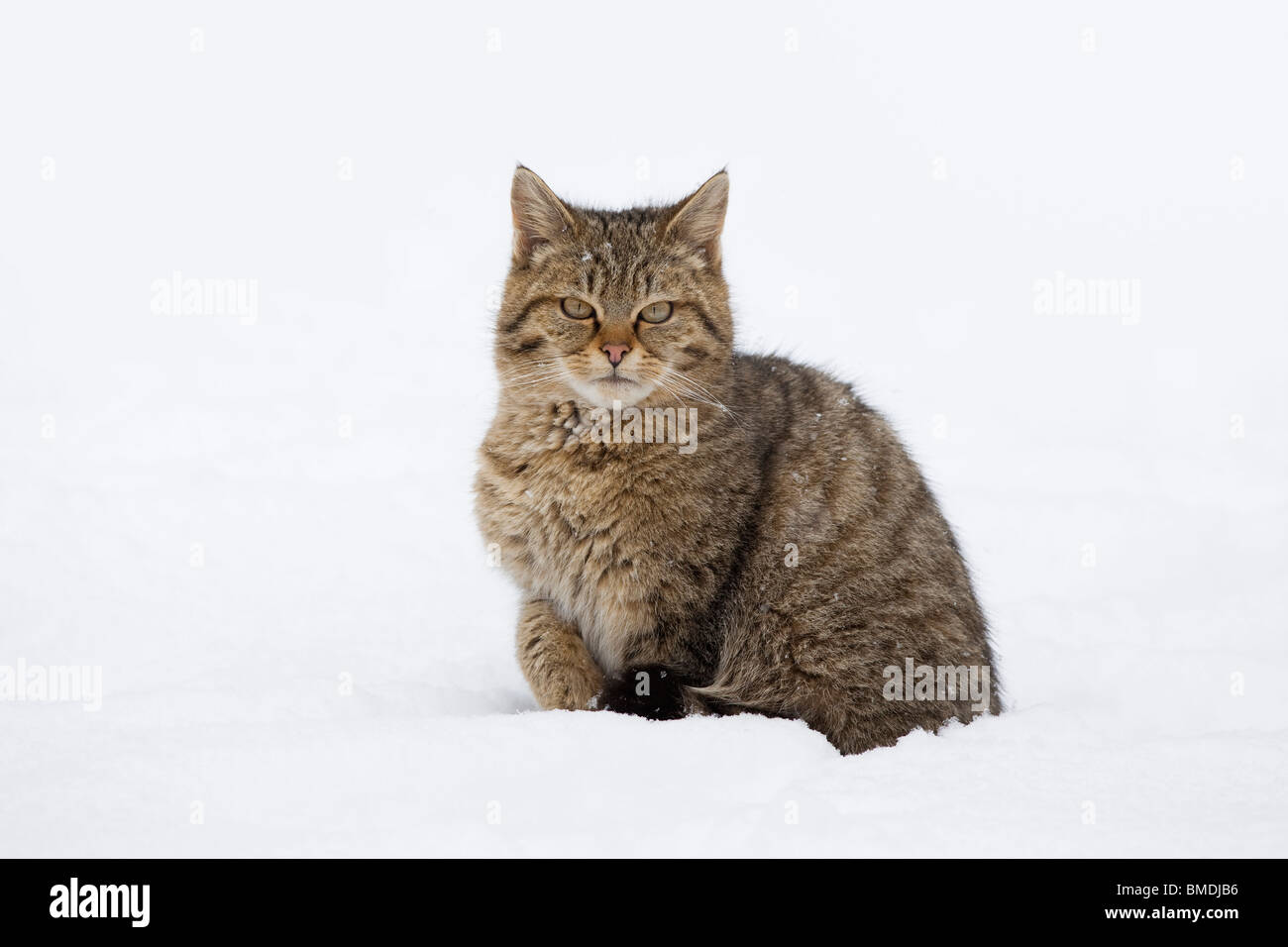 Cat in snow hi-res stock photography and images - Alamy