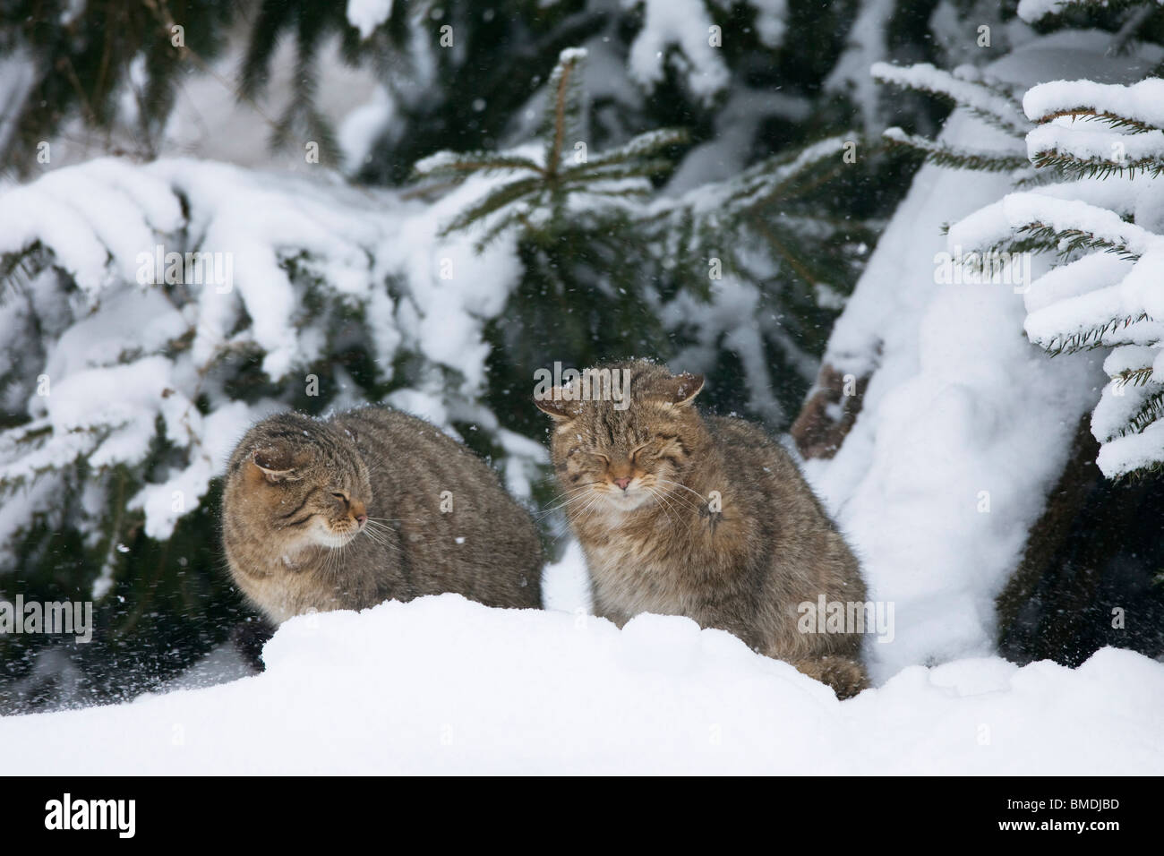 Portrait of European Wildcats Stock Photo - Alamy