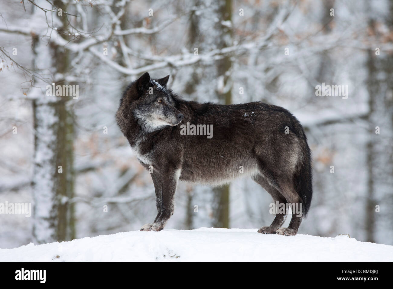 Portrait of Timber Wolf Stock Photo - Alamy