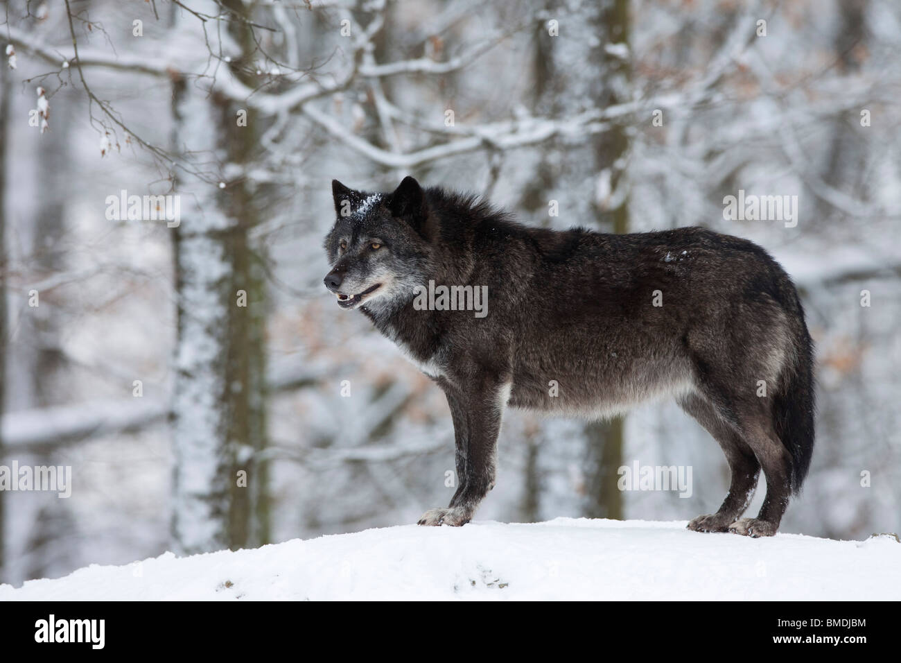 Timber wolf animal profile view hi-res stock photography and images - Alamy