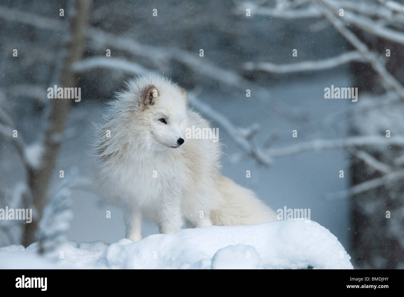Arctic fox winter camouflage hi-res stock photography and images - Alamy