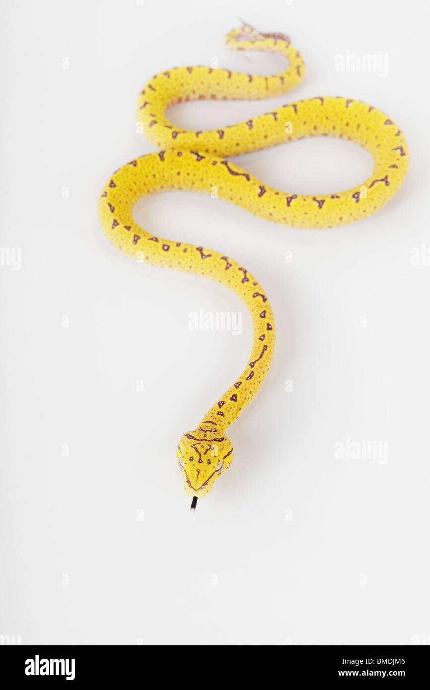 Green Tree Python Stock Photo - Alamy