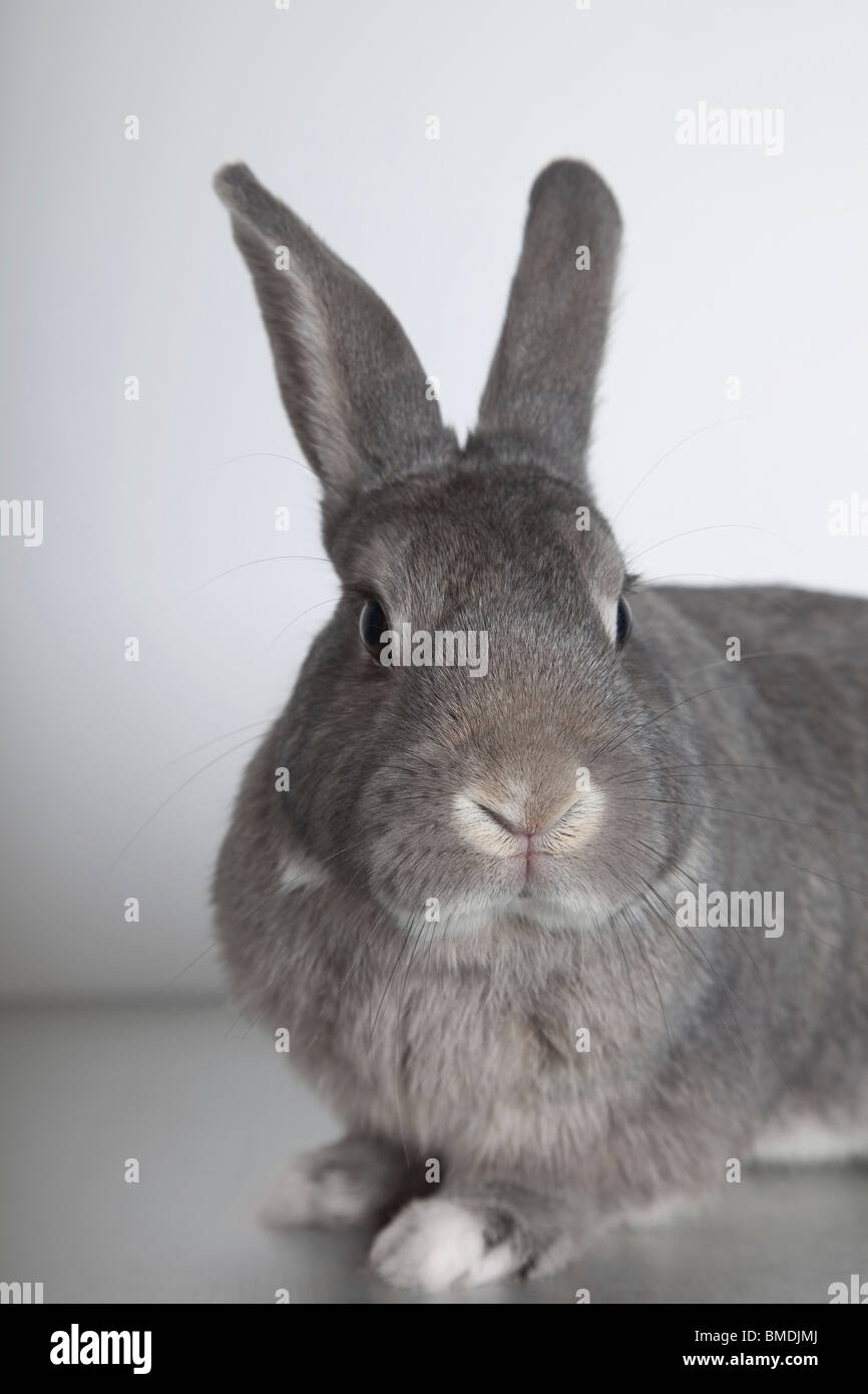 Rabbit in Studio Stock Photo - Alamy
