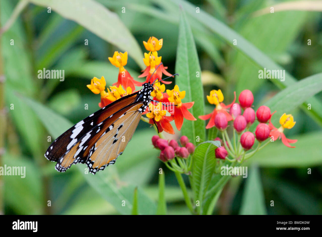 Plain tiger butterfly hi-res stock photography and images - Alamy