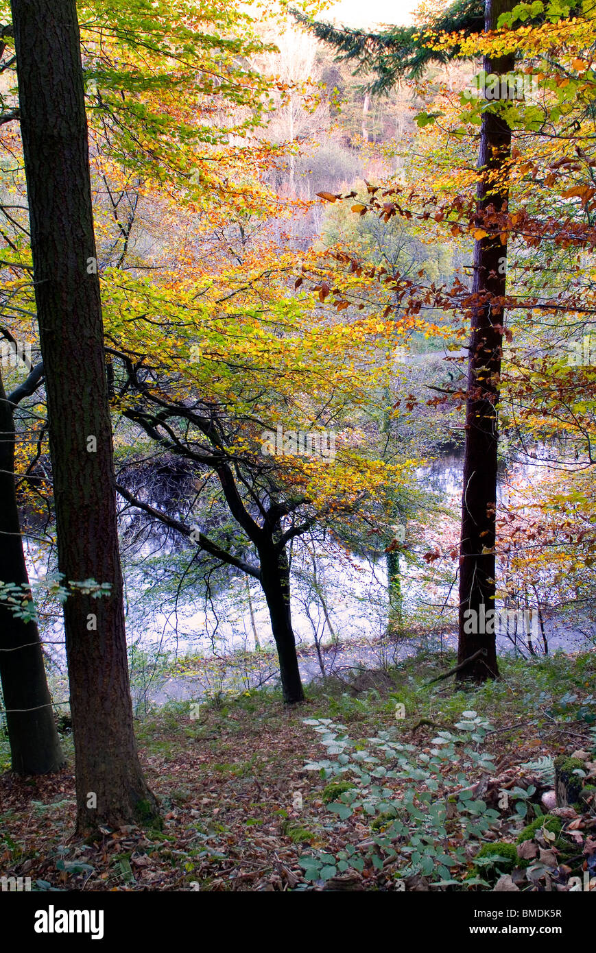 Autumn (fall) colours in Strid Wood, Bolton Abbey, North Yorkshire ...