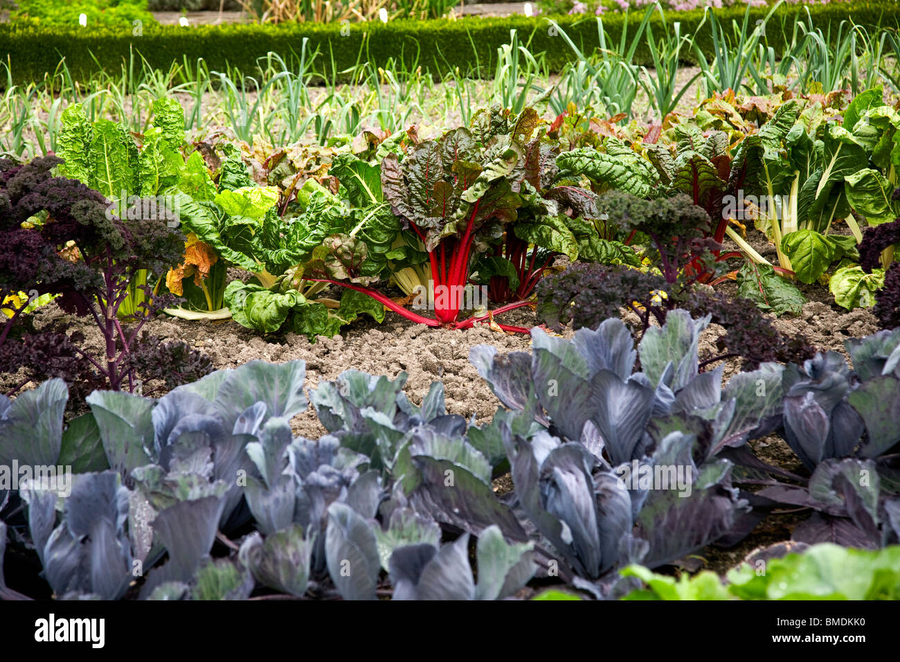 Community vegetable plot hi-res stock photography and images - Alamy