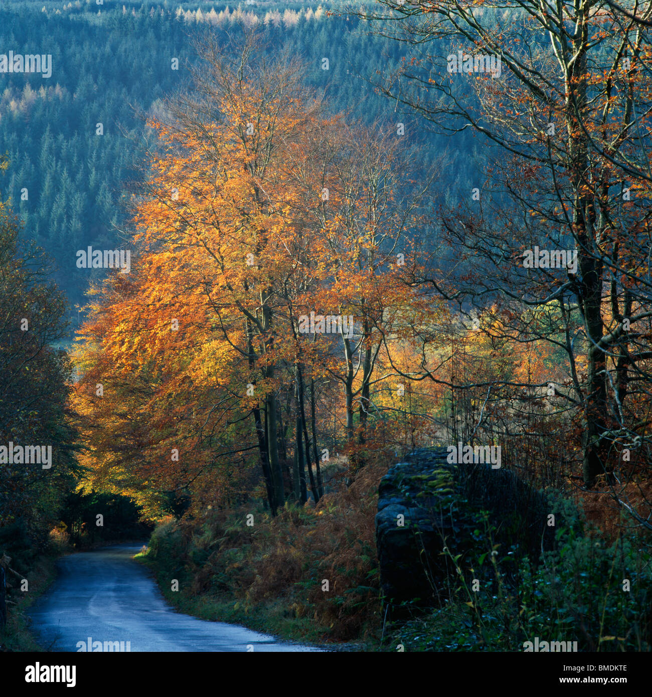 Autumn trees ireland hi-res stock photography and images - Alamy