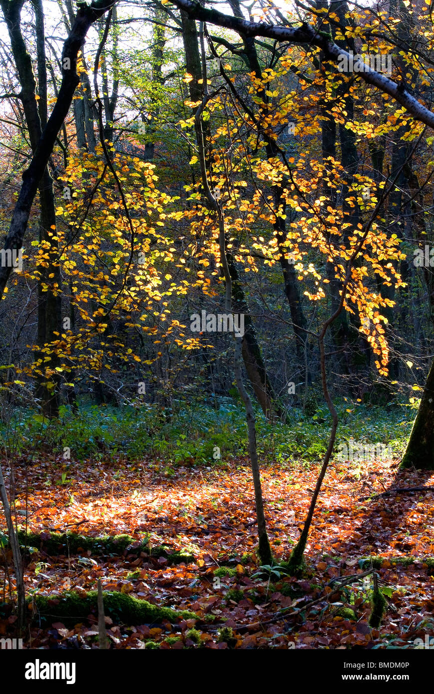 Autumn (fall) colours in Strid Wood, Bolton Abbey, North Yorkshire ...