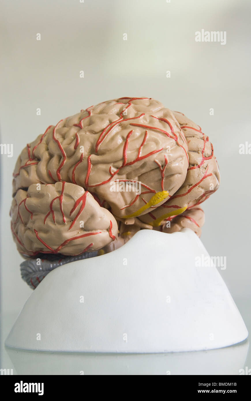 Anatomical model of human brain hi-res stock photography and images - Alamy