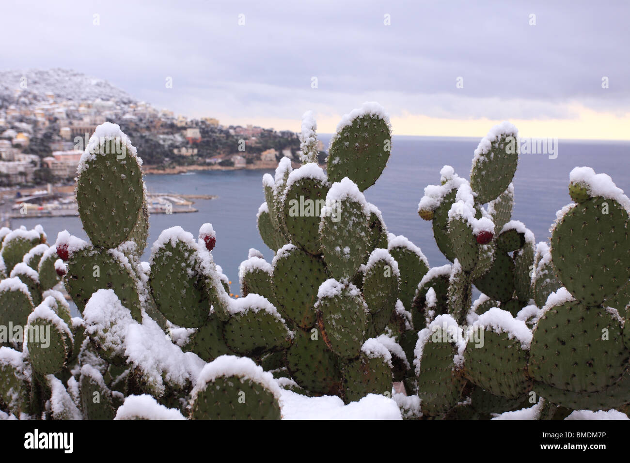 Snowed cactus in winter time in Nice city. Snow in French Riviera is ...