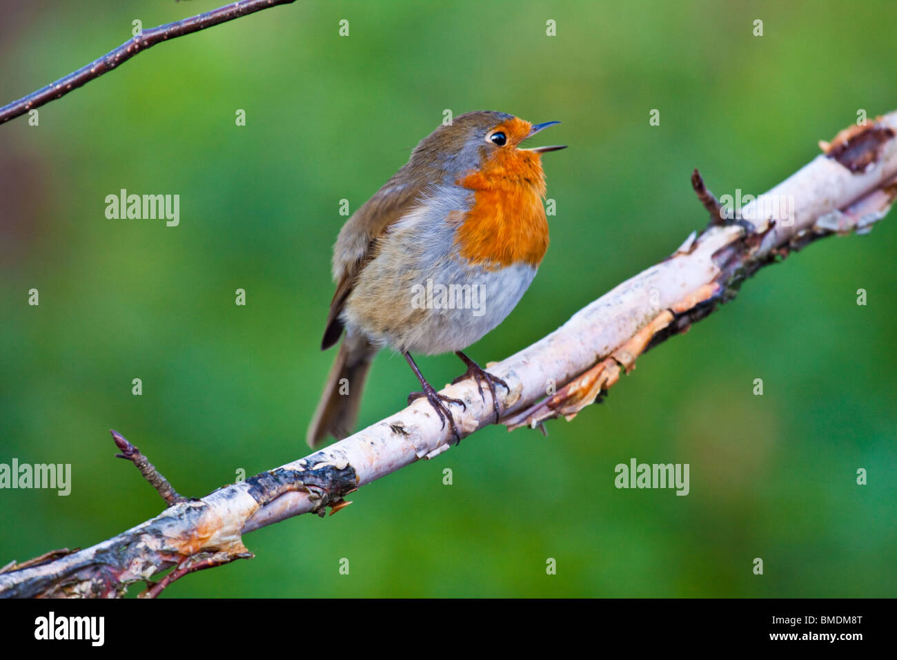 Singing on branch hi-res stock photography and images - Alamy