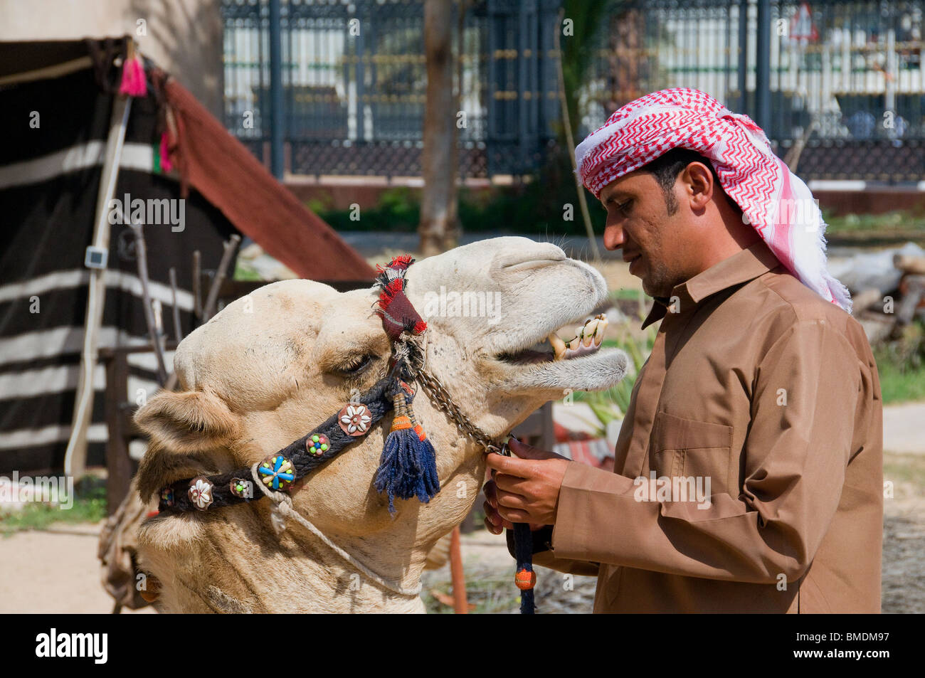 Camel museum dubai hi-res stock photography and images - Alamy