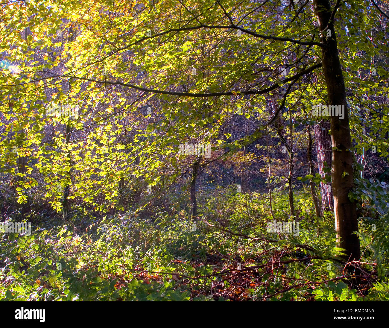 Autumn (fall) colours in Strid Wood, Bolton Abbey, North Yorkshire ...