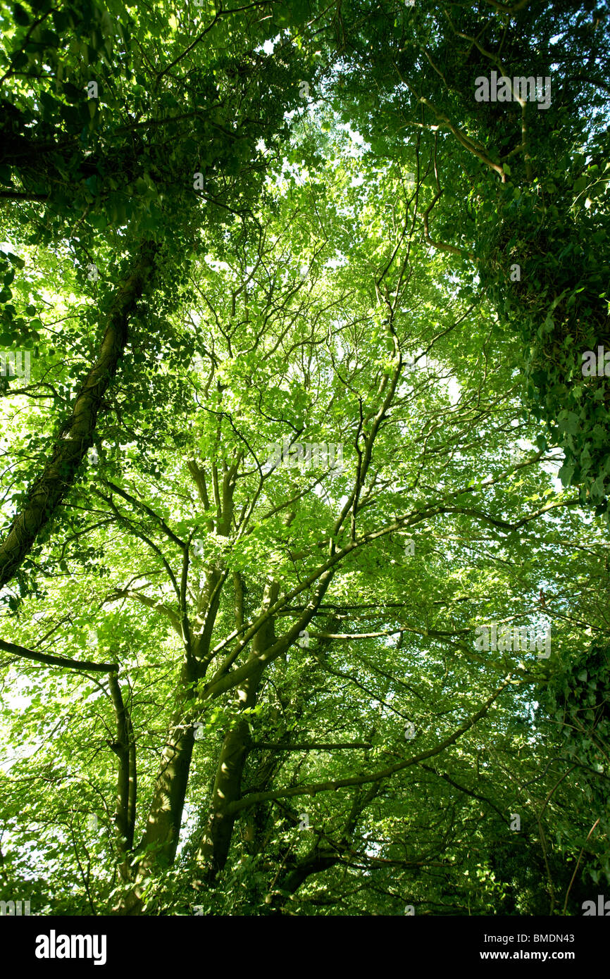 Canopy above uk woodland hi-res stock photography and images - Alamy