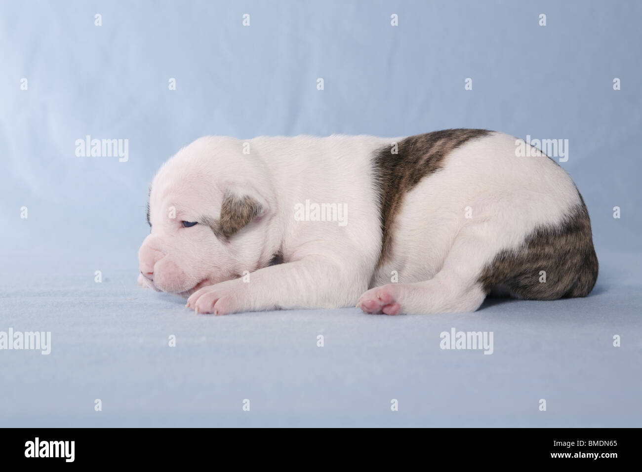 American Bulldog Baby Stock Photo - Alamy