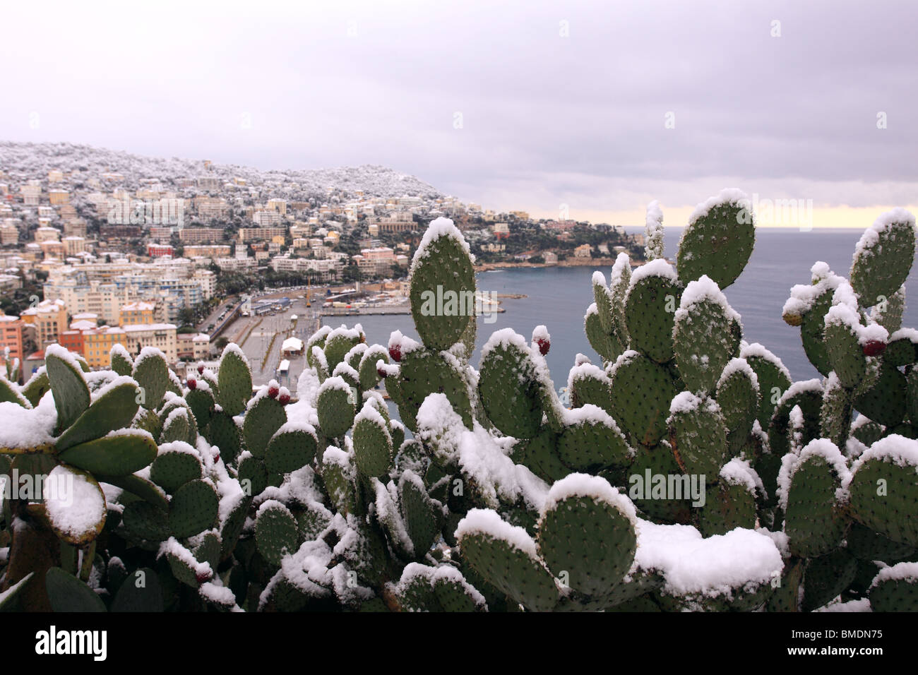 Snowed cactus in winter time in the Mont Boron and the harbor. Snow ...