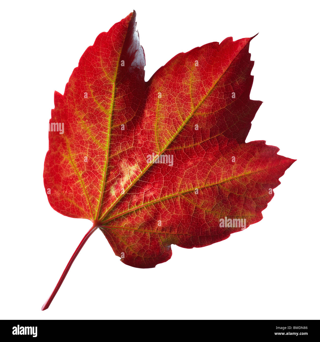 Virginia Creeper leaf Stock Photo - Alamy