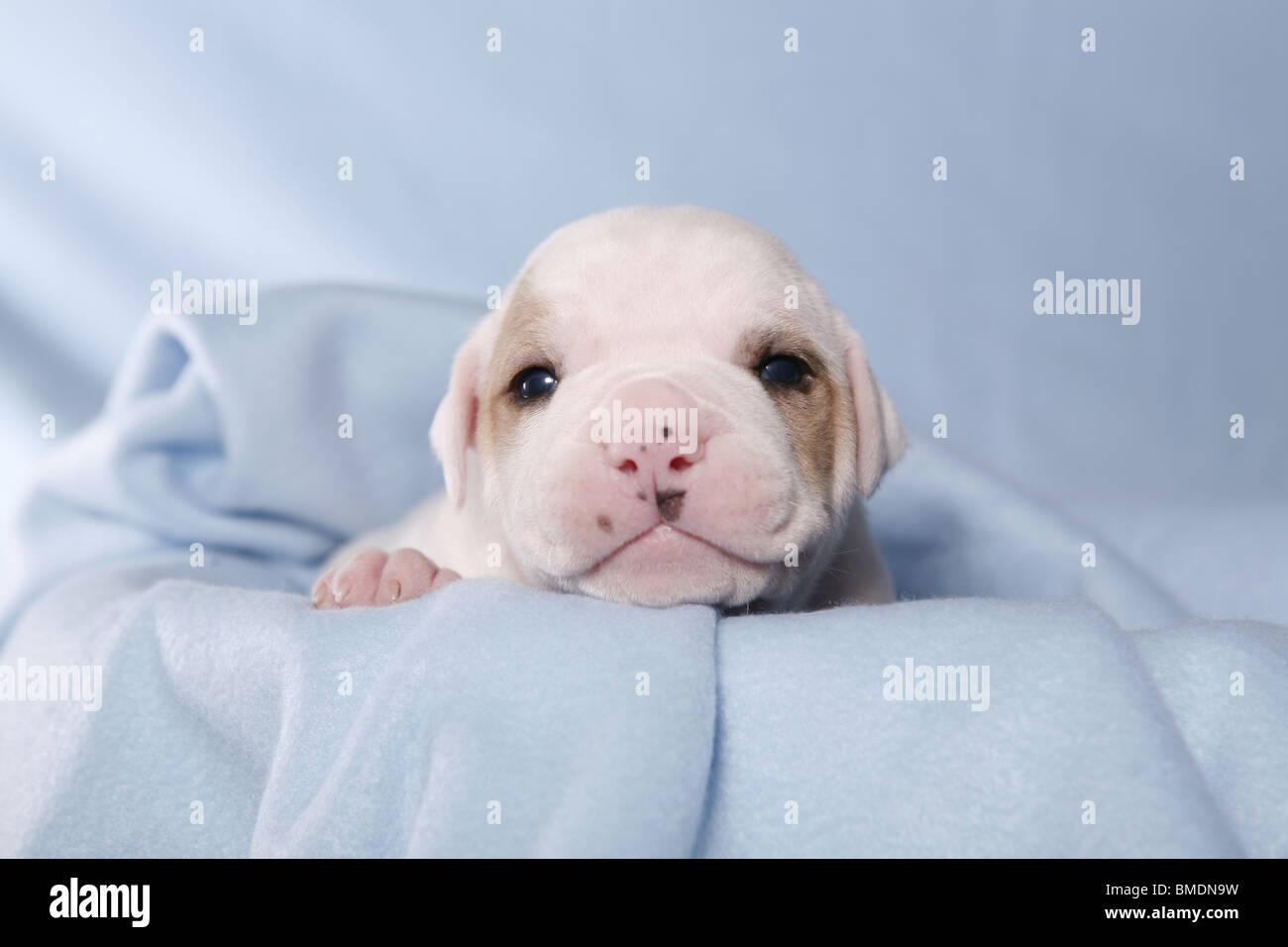 American Bulldog Baby Stock Photo - Alamy