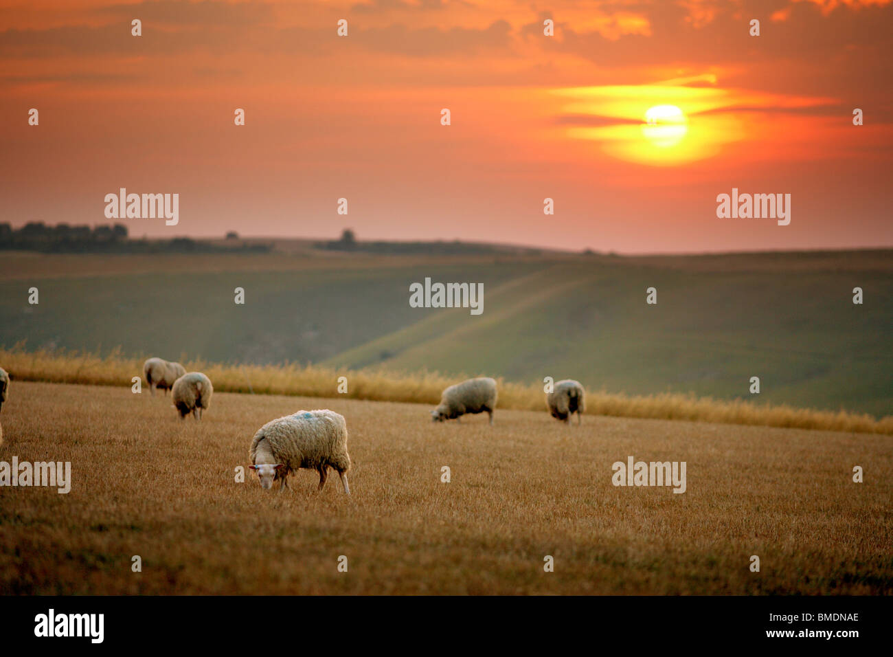 Sheep in field at sunset Stock Photo - Alamy