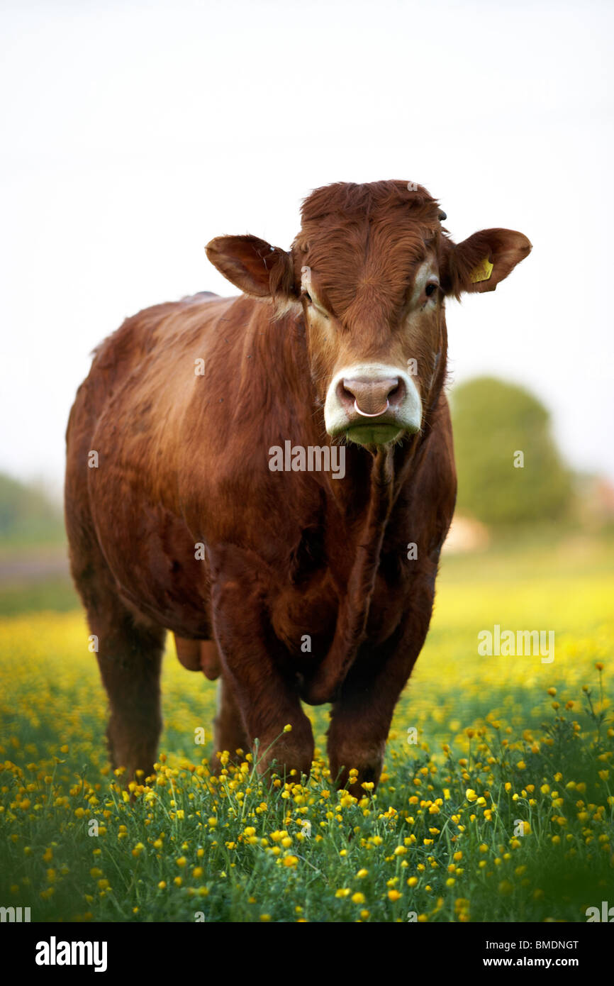 Daisy the cow hi-res stock photography and images - Alamy
