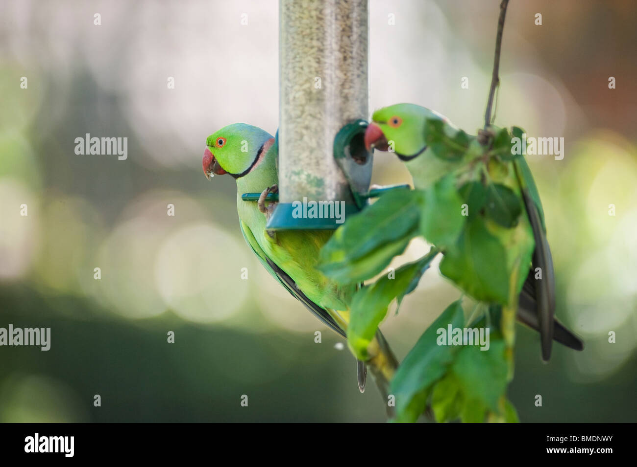 Wild Ring Necked Parakeets on nut feeder, London, England, UK Stock ...