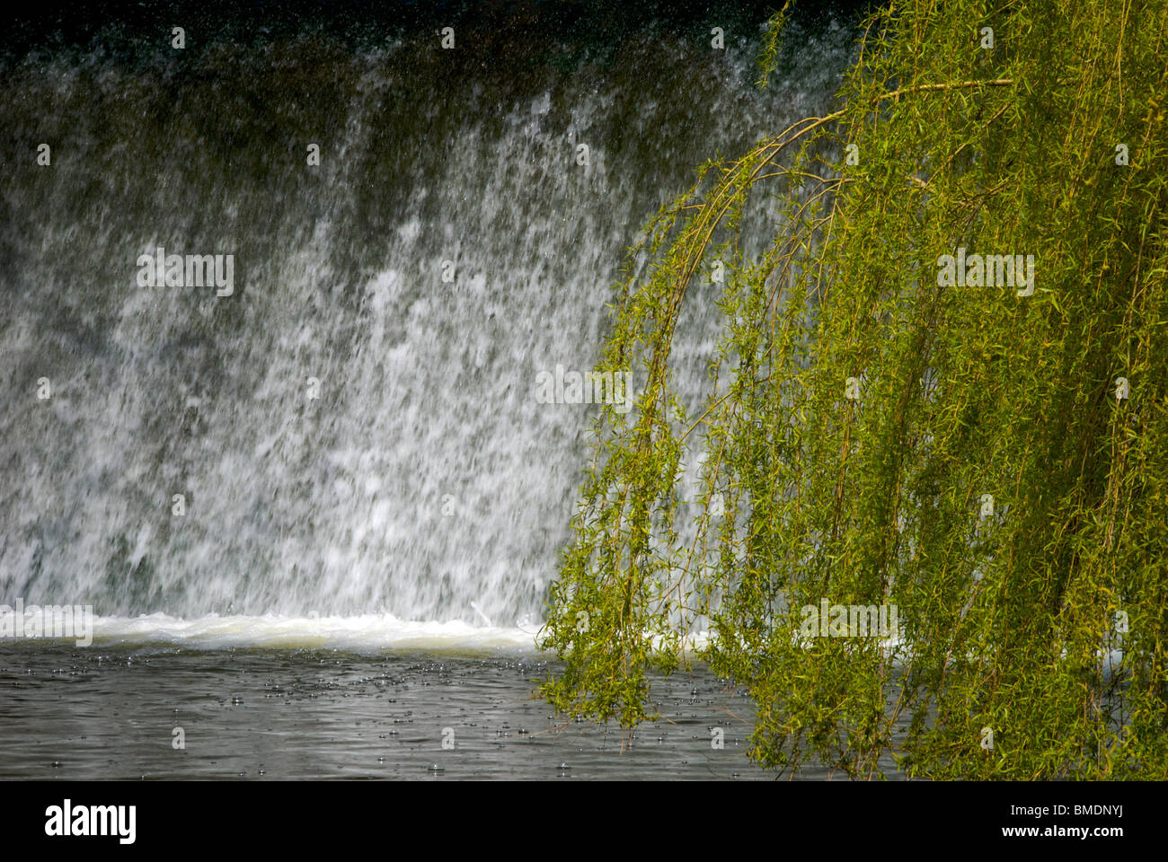 Sidmouth Devon UK Park Waterfall Pond Weeping Willow Stock Photo - Alamy