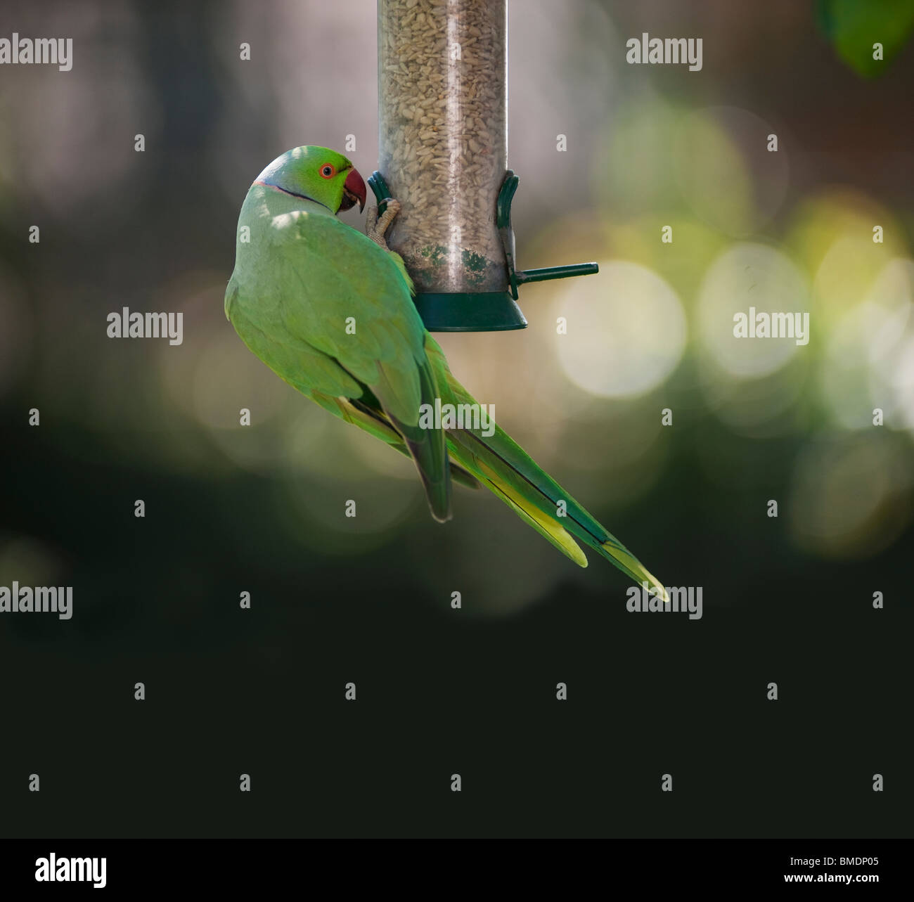 Wild Ring Necked Parakeet on nut feeder, London, England, UK Stock ...