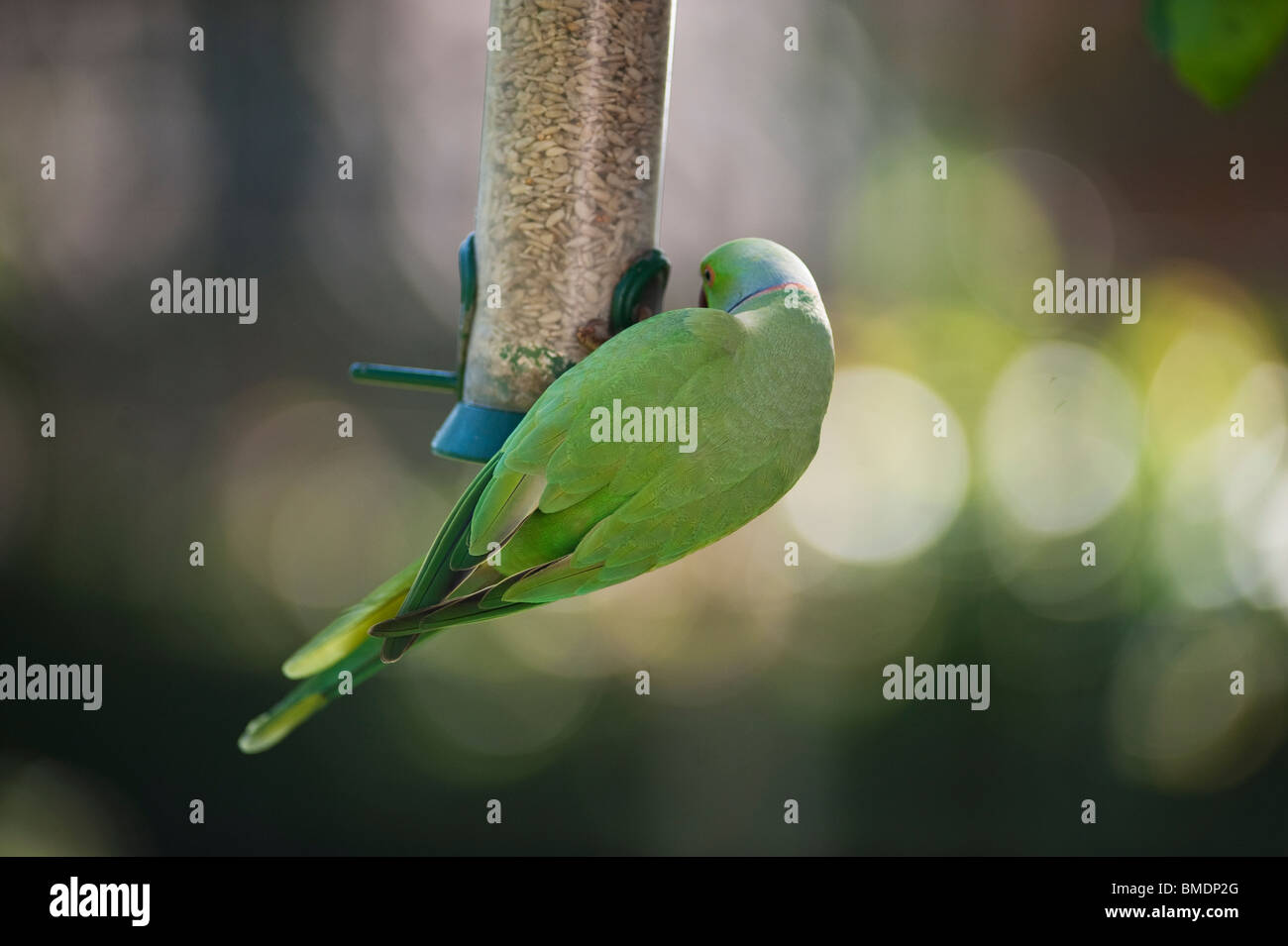 Wild Ring Necked Parakeet on nut feeder, London, England, UK Stock ...