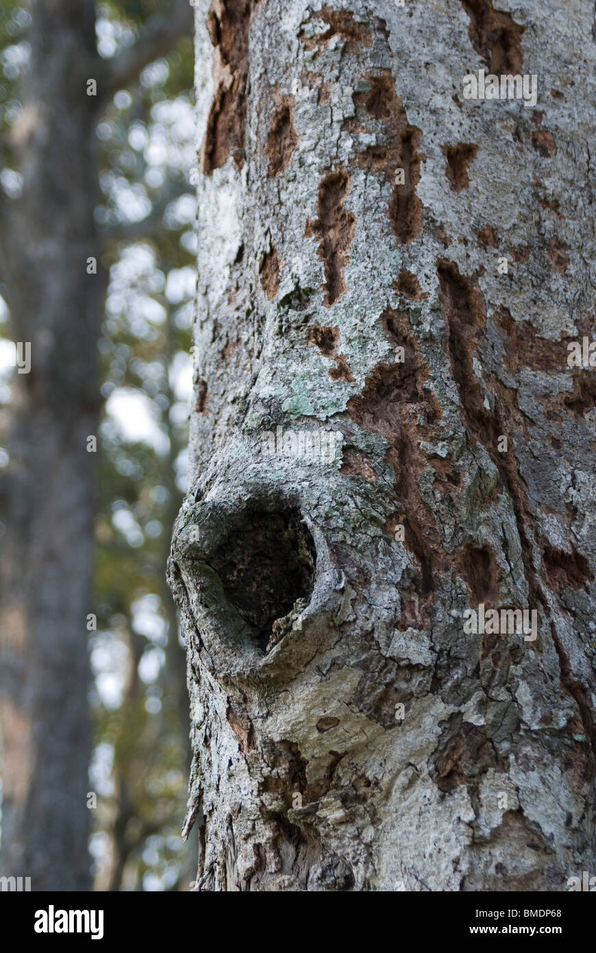 Infested trees hi-res stock photography and images - Alamy