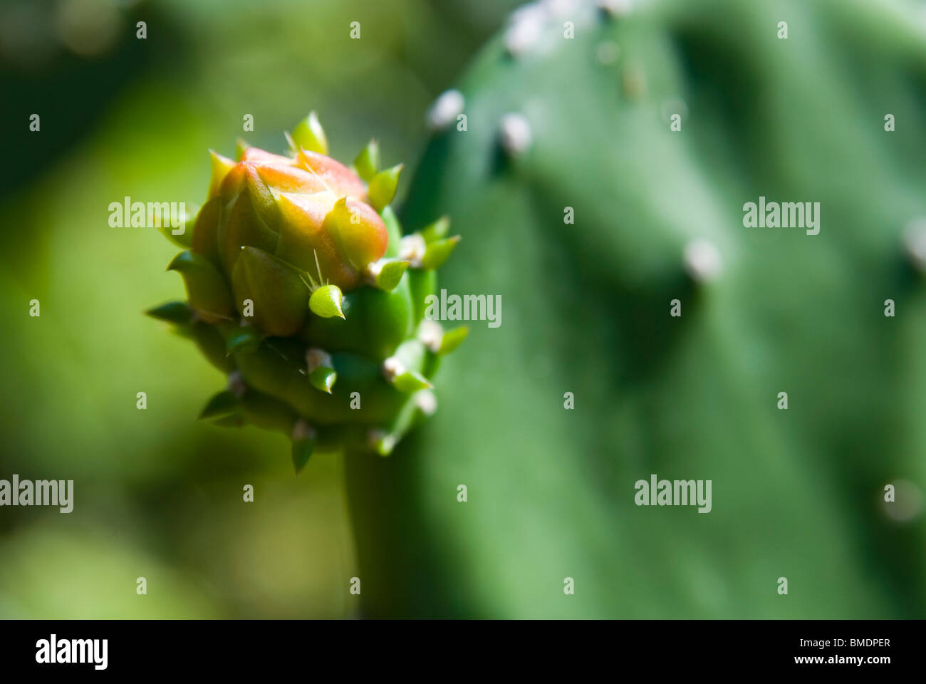 Stem of cactus hi-res stock photography and images - Alamy