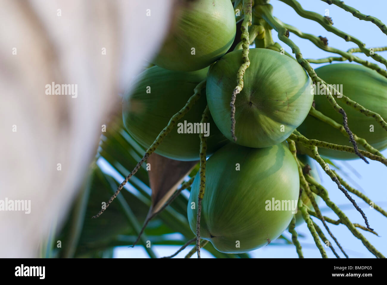 Worm's eye view of green coconuts on tree Stock Photo - Alamy
