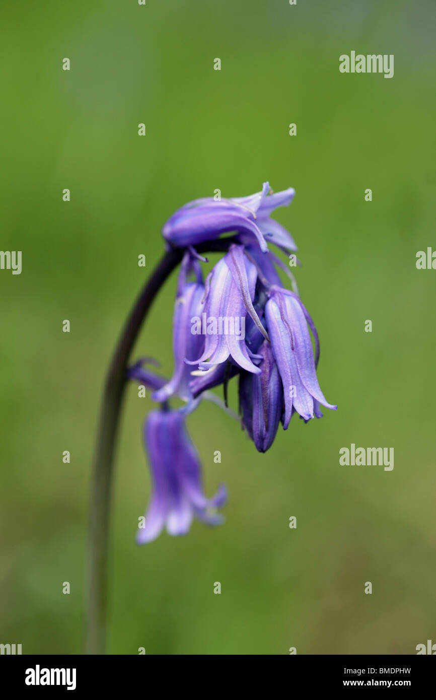 Hyacinthoides non scripta england hi-res stock photography and images ...