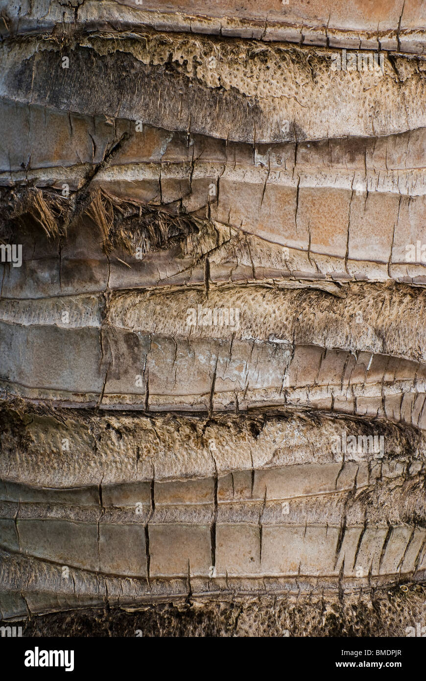 Coconut tree trunk hi-res stock photography and images - Alamy
