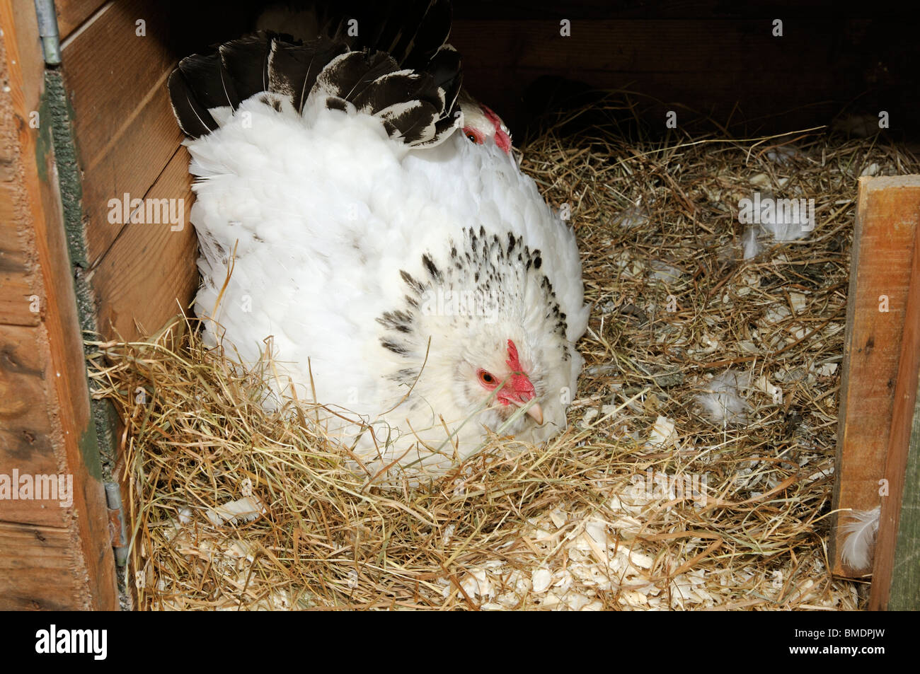 Hen sitting on and caring for her eggs Stock Photo - Alamy
