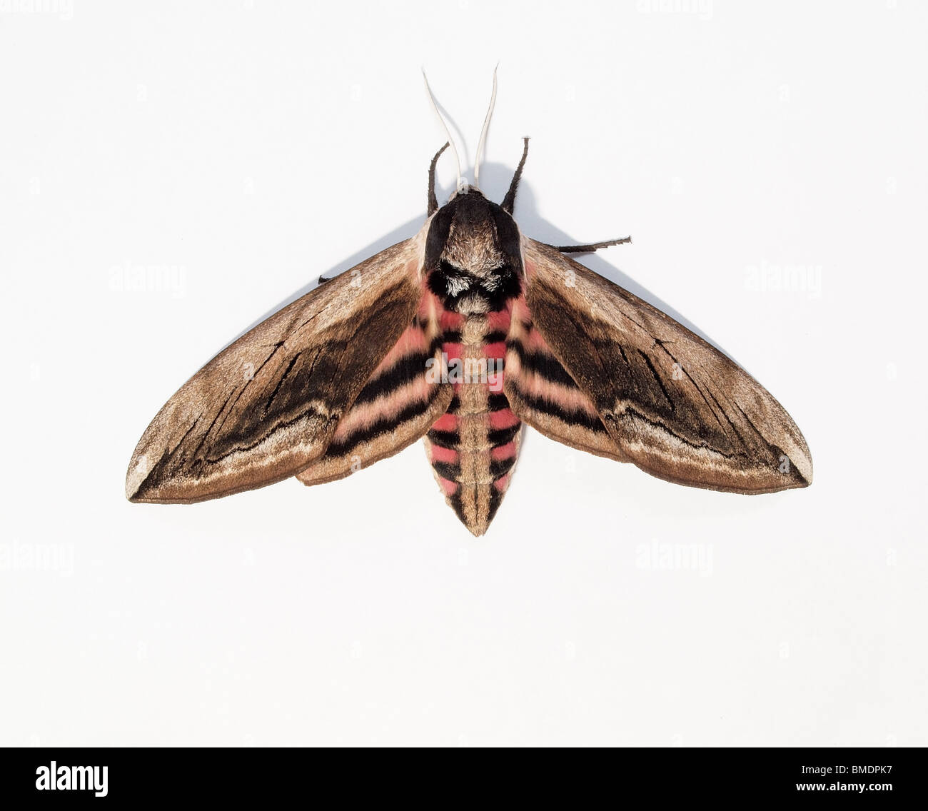 Privet Hawk Moths