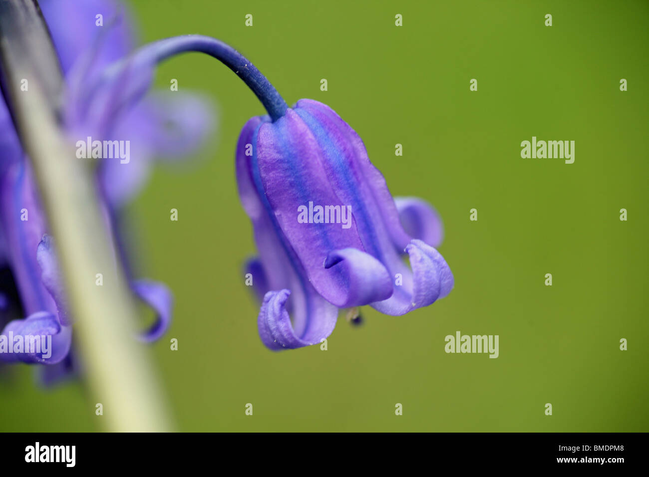 Single english bluebell flower blue hi-res stock photography and images ...