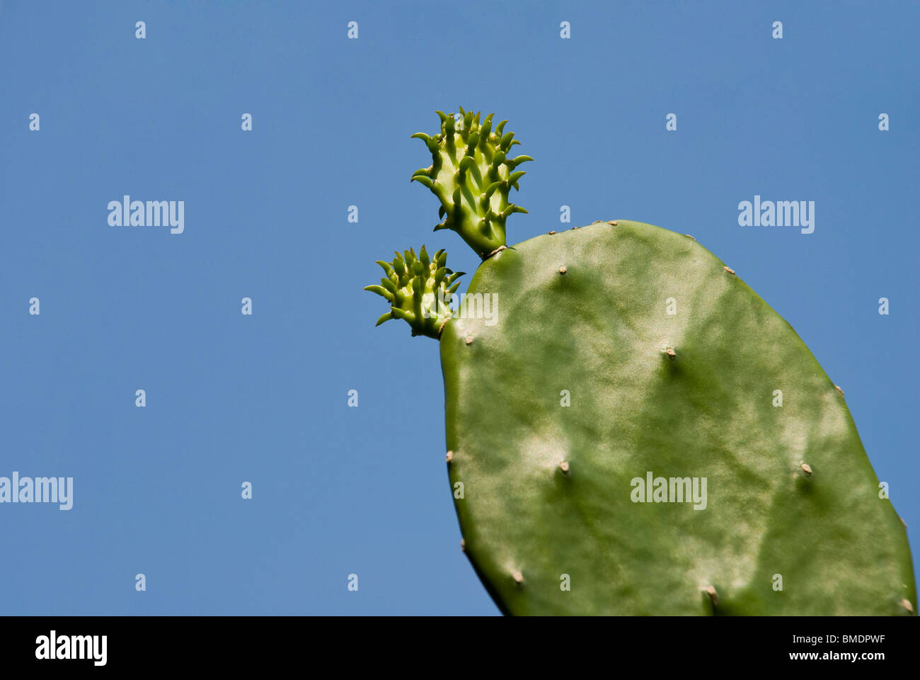 Cactus stem hi-res stock photography and images - Alamy