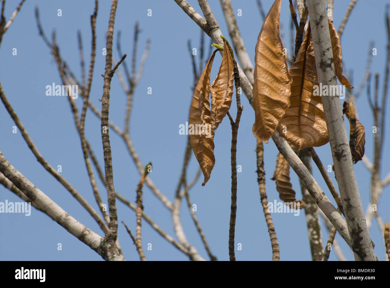 Dried leaves dangling on died branches Stock Photo - Alamy