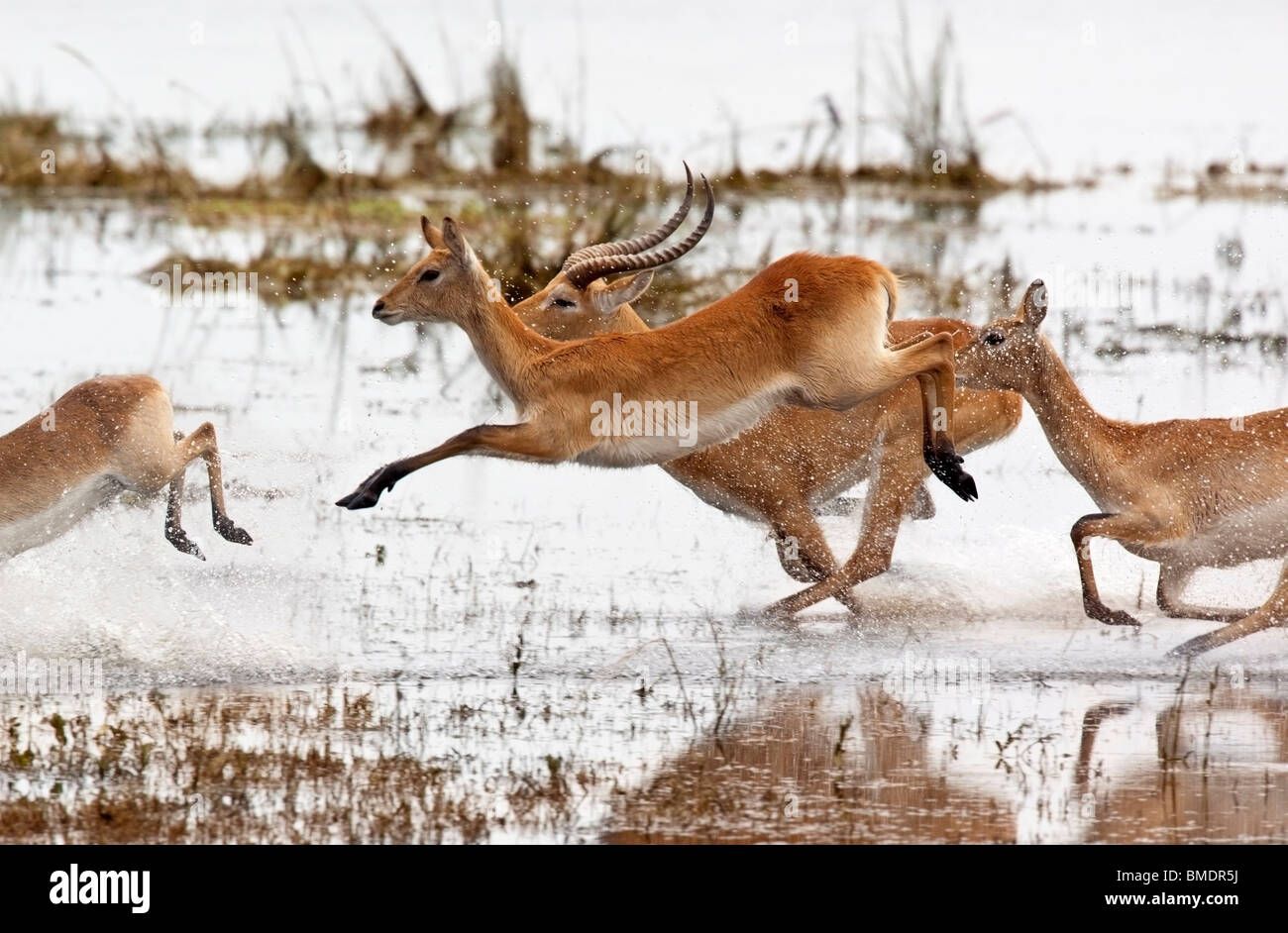 Red Lechwe (Kobus lechwe) running through shallow water in the Chobe ...