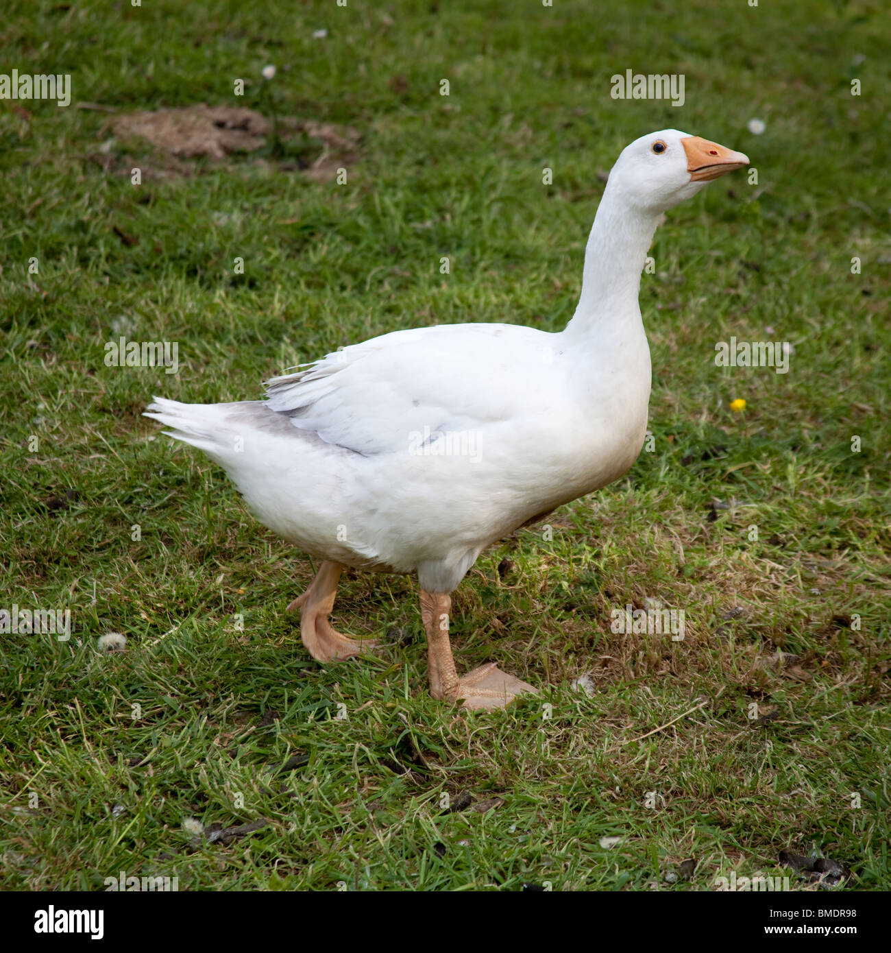 White Embden domestic goose Hampshire England Stock Photo - Alamy