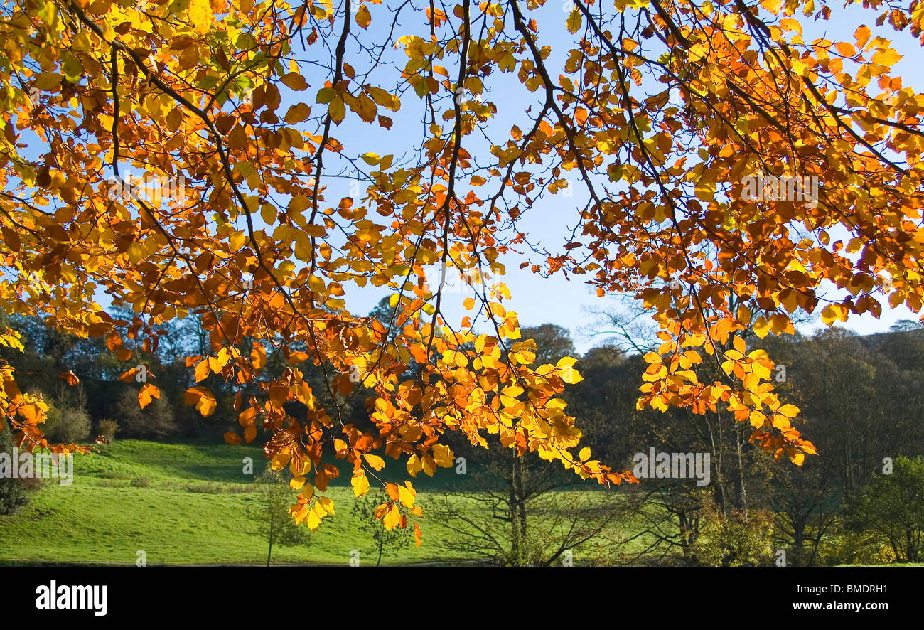 Autumn (fall) colours in Strid Wood, Bolton Abbey, North Yorkshire ...
