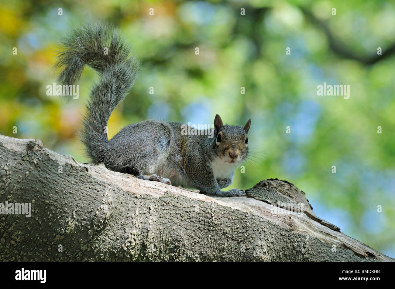 Squirrel burying nuts hi-res stock photography and images - Alamy