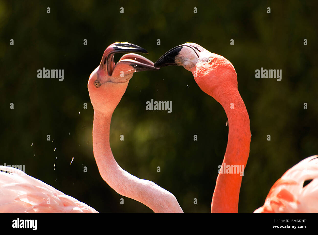 Caribbean Birdlife High Resolution Stock Photography and Images - Alamy