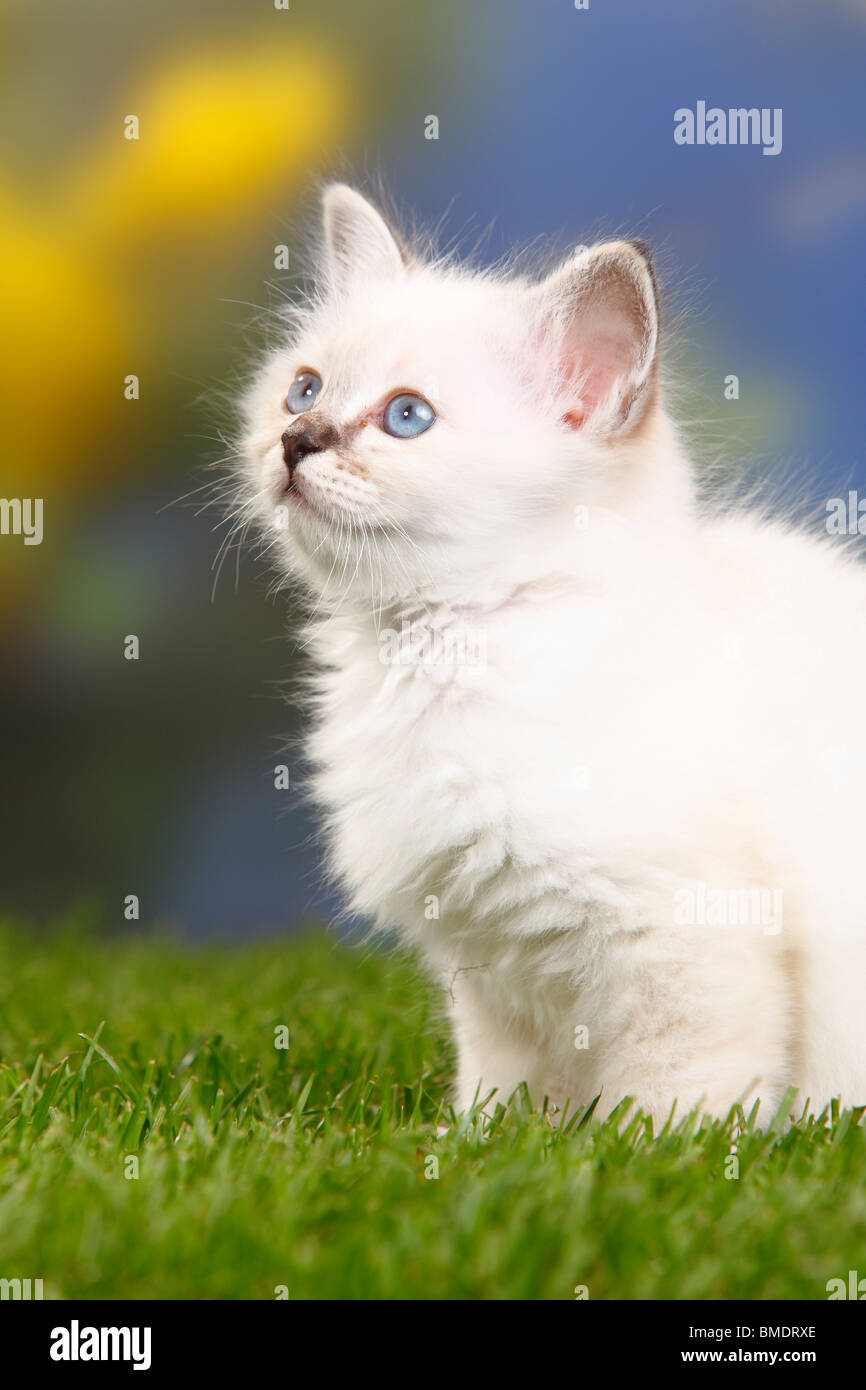 Sacred Cat of Birma, kitten, 7 weeks / Birman Stock Photo - Alamy