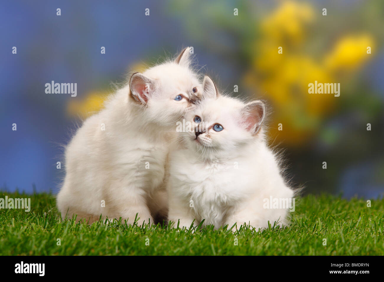 7 weeks birman hi-res stock photography and images - Alamy